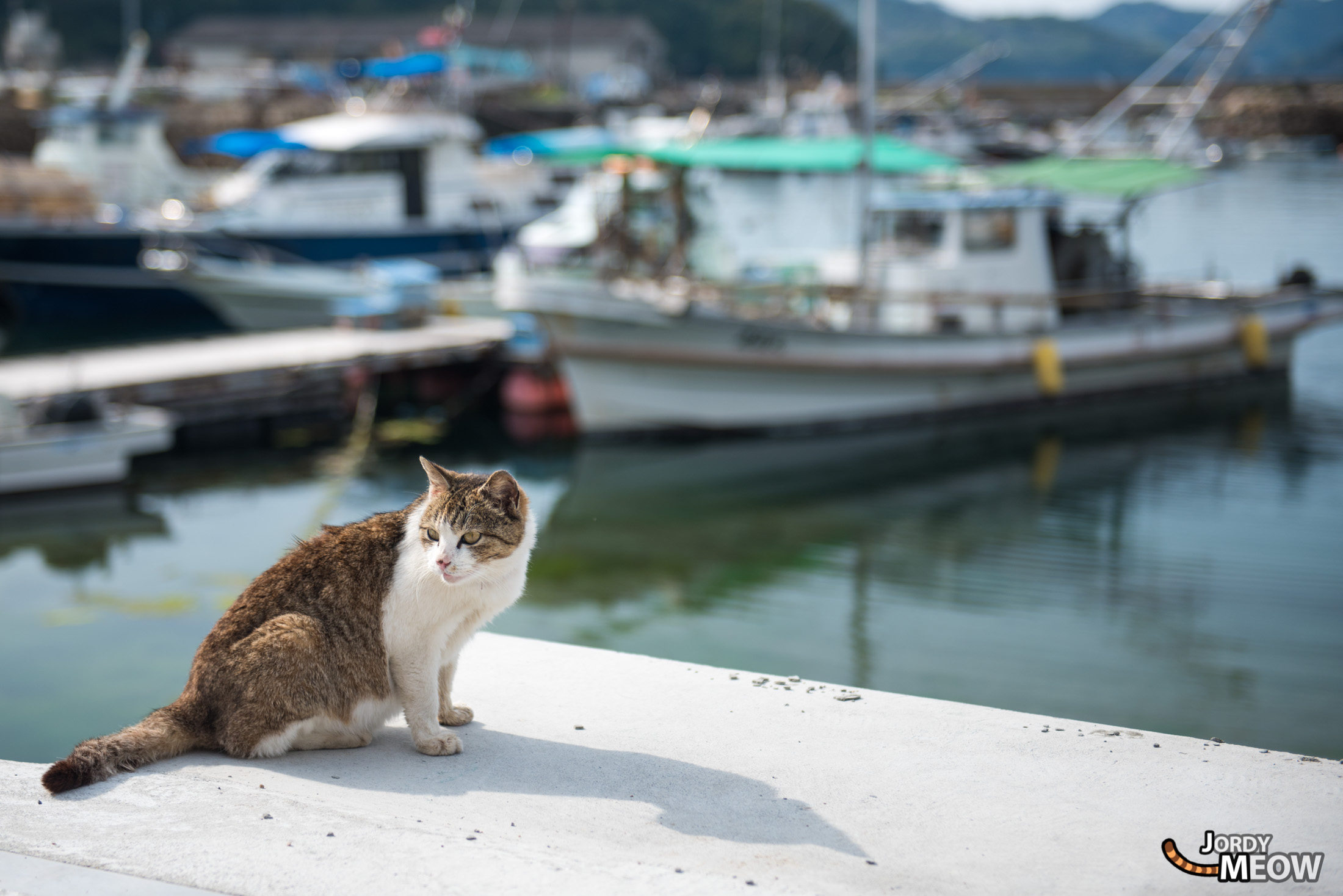 Cat Island: A Feline Oasis in Japan | Offbeat Japan
