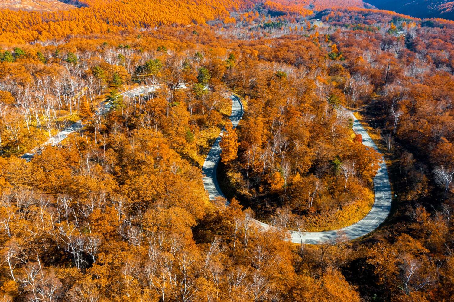 Aerial View: Winding Autumnal Boardwalk Through Fiery Forest | Offbeat ...